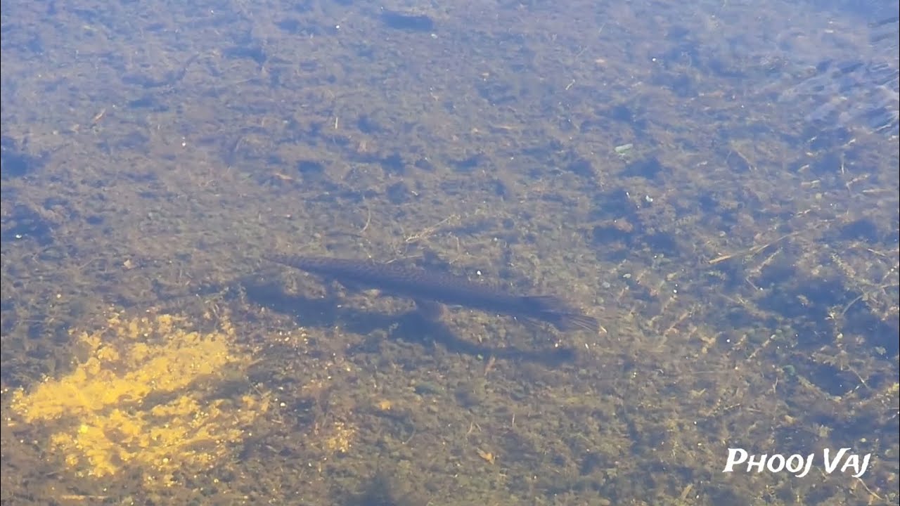 Gar #Alligatorgar #fishes #gar #fishing #freshwaterfish #swamp # ...