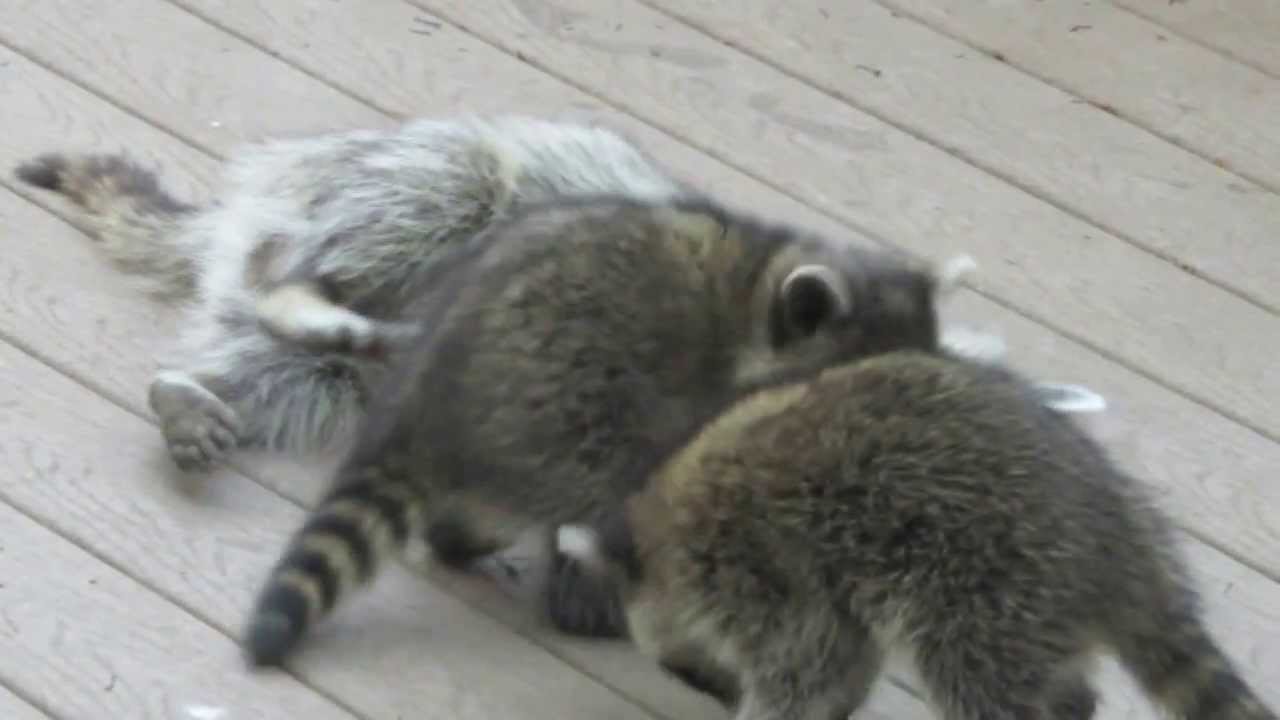 Mother Raccoon Plays With Babies - YouTube