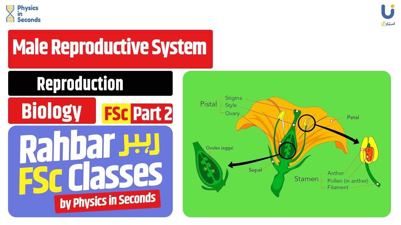 Biology - Male Reproductive System - FSc Part II - YouTube