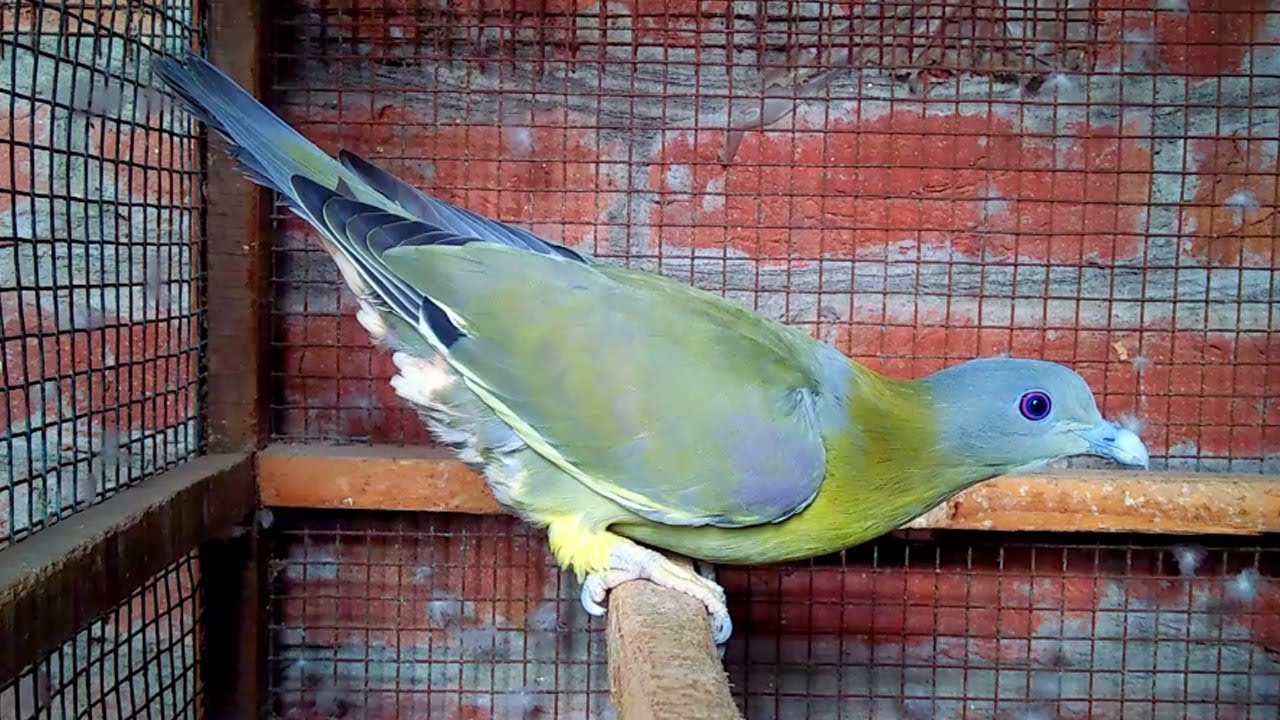 YELLOW FOOTED PIGEON ( HERRIYAL ) HD - YouTube