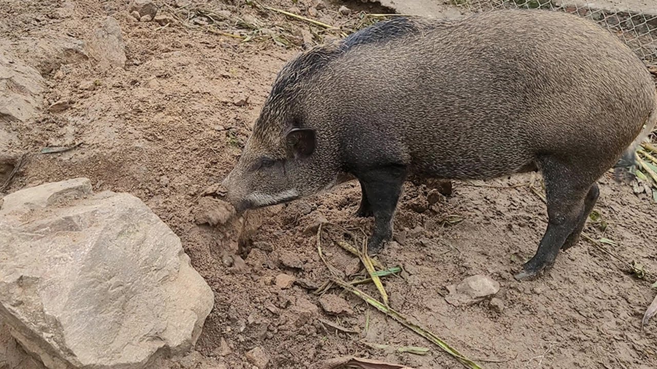 Unbelievable Wild Boar Skills Digging Soil with Mouth Like a Pro - YouTube