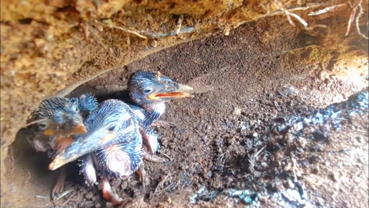 MAKANAN KATAK BUAT ANAK TENGKEK - YouTube