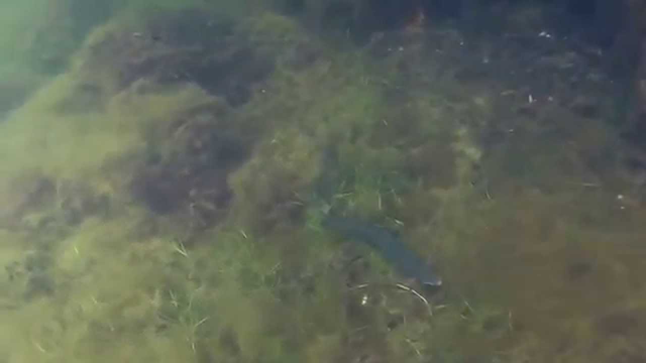 Ål ved Sluseholmen - YouTube