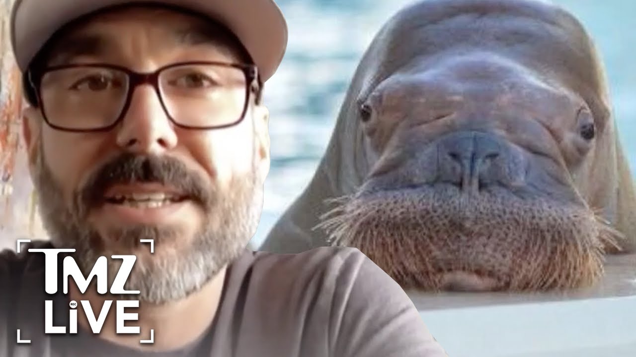 Mythbusters Walrus