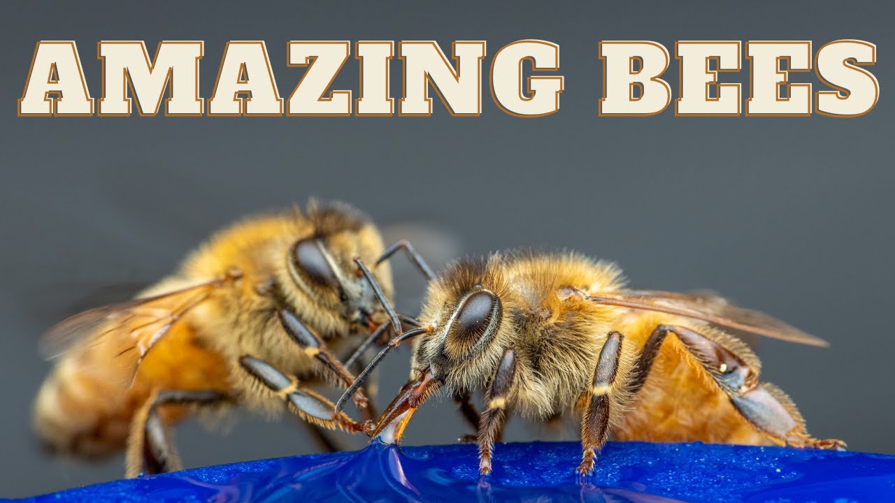 Facts About Bees - Learn About Honey Bees, Bumble Bees, and Others ...