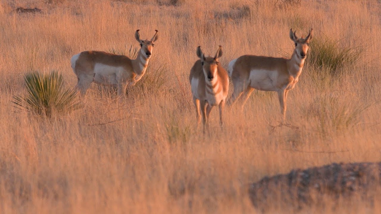 2018 Lone Star Land Steward: Billingsley Ranch - YouTube