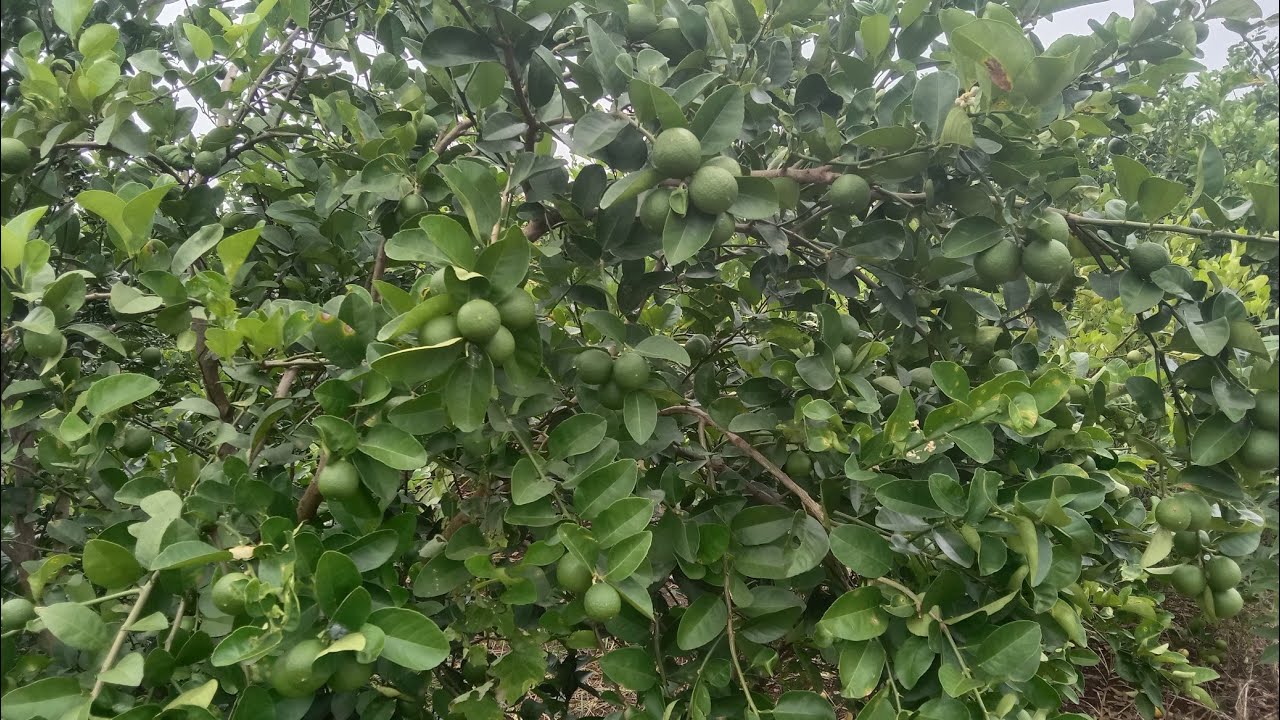 Banyak buah perkebunan jeruk nipis - YouTube