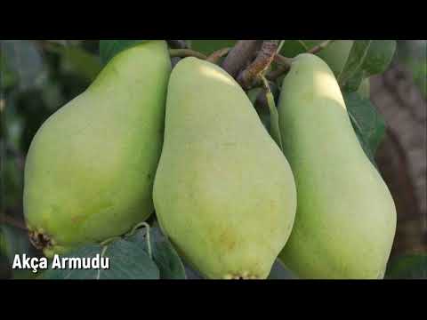 Akça Armut Nerede Yetişir, Ne Zaman Toplanır, Özellikleri Faydaları