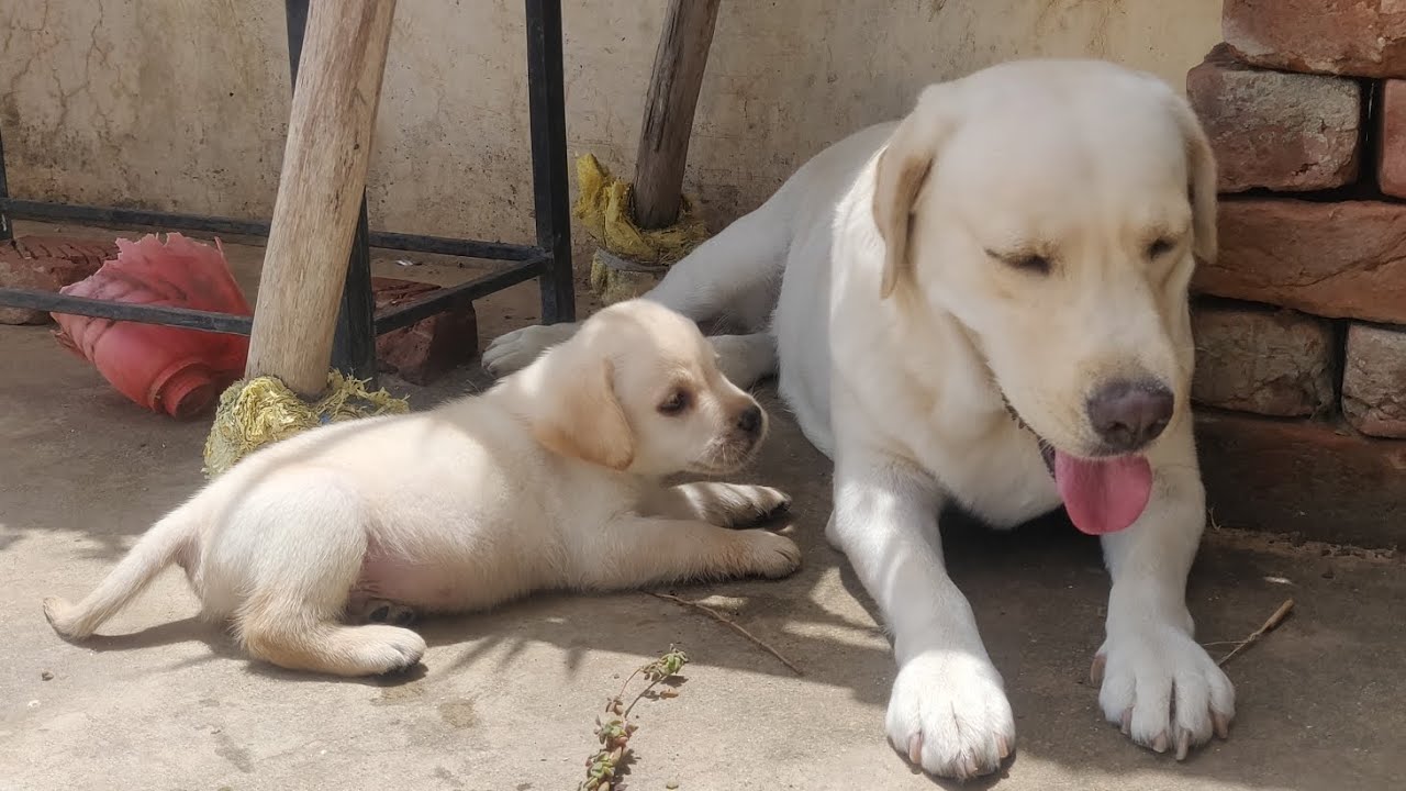 Cherry toh maa ban gai aaj #cherry 😍🤣 | Labrador puppy | Travelogue ...