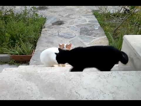 Ponçik ile zeytin (eğlenceli  kedi videosu!)