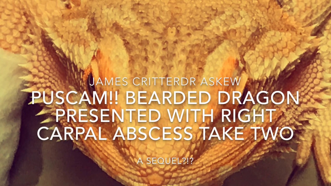 PUSCAM!! BEARDED DRAGON PRESENTED WITH RIGHT CARPAL ABSCESS take two ...