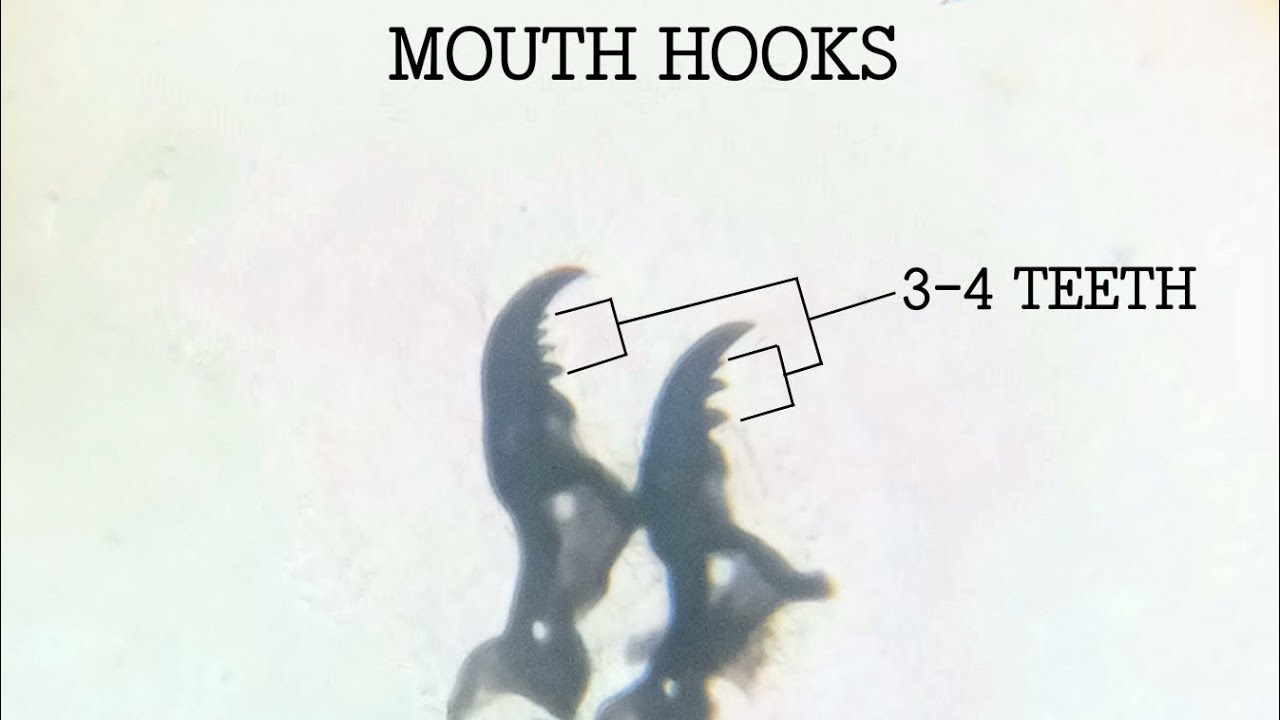 SECOND INSTAR LARVA OF FRUIT FLY (Drosophila sp.) UNDER COMPOUND ...