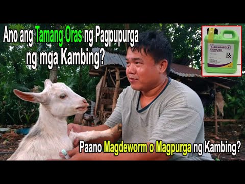 Ano ang Tamang Oras ng Pagpupurga ng mga Kambing? | Paano Magdeworm o ...