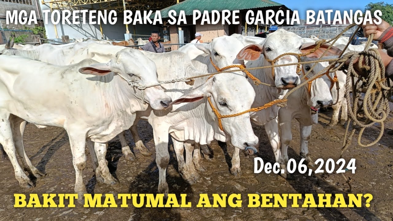 Dagsa ang mga toreteng mga Baka ngayon!!Padre Garcia Batangas - YouTube