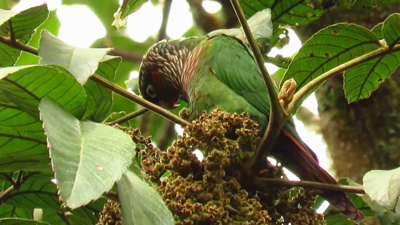 Periquito aliamarillo, Brown-breasted Parakeet, Pyrrhura calliptera ...