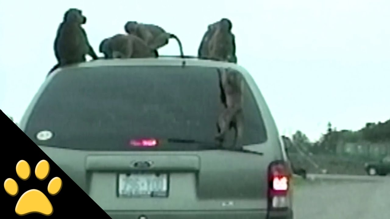 Monkeys Take Over A Mini Van - YouTube