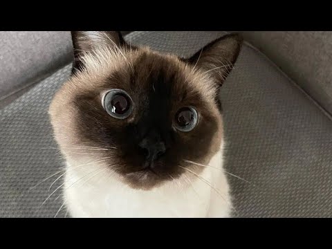 Manly cat ️ 이것이 바로 잘생김이다 😏 - YouTube