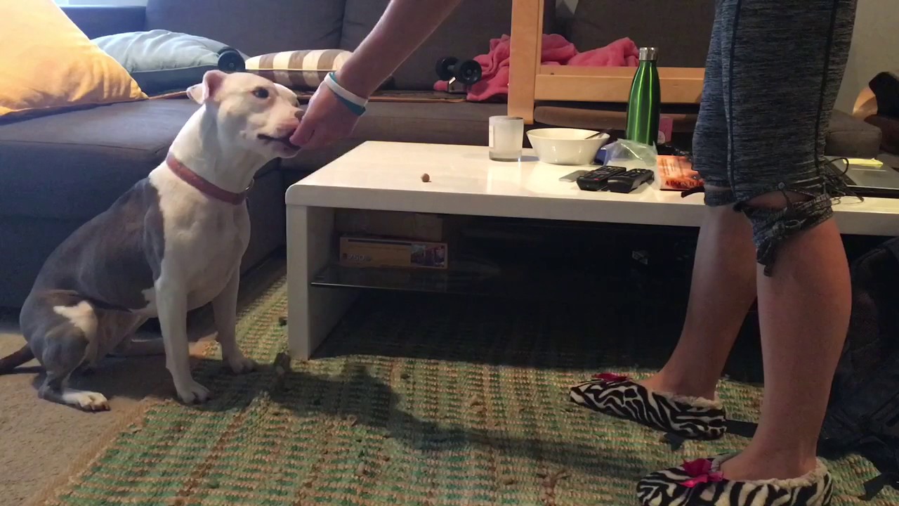 how to stop counter surfing - Leave It! - YouTube