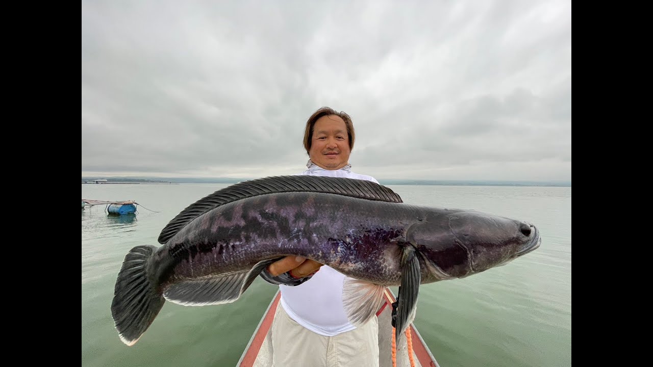 Giant Snakehead Fishing Thailand 2023- BKKGUY - YouTube