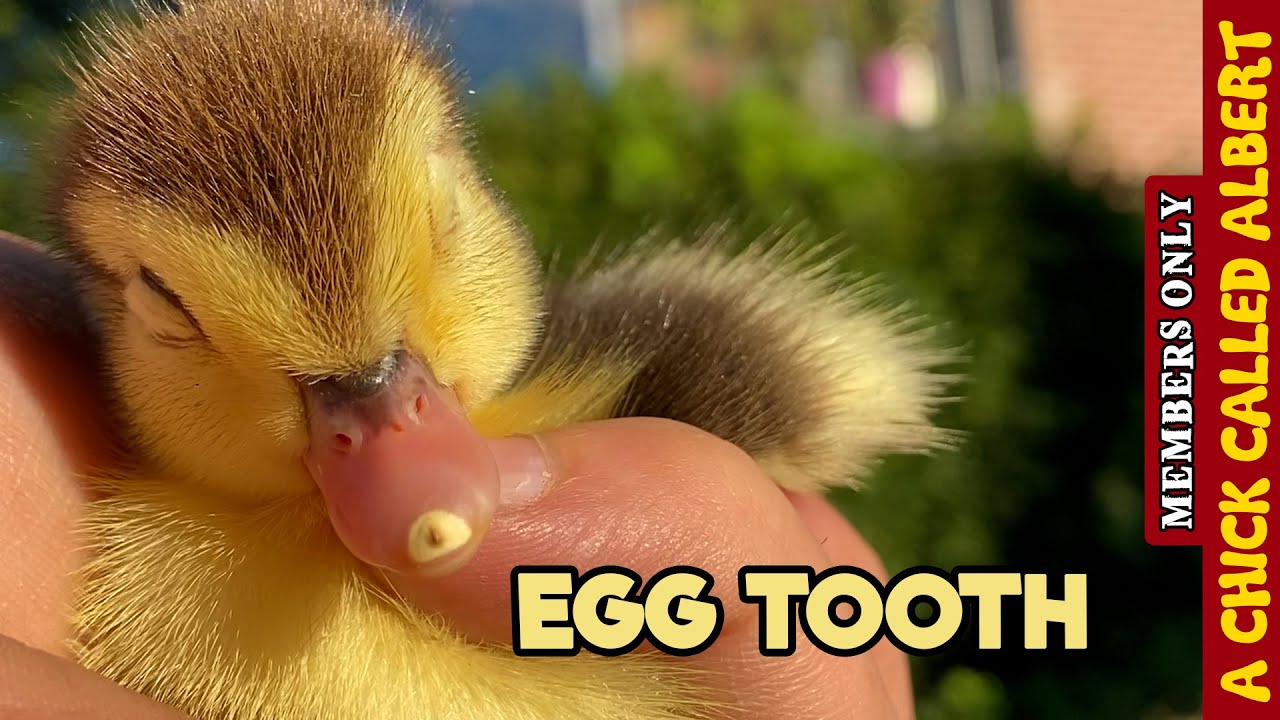 The Egg Tooth - YouTube