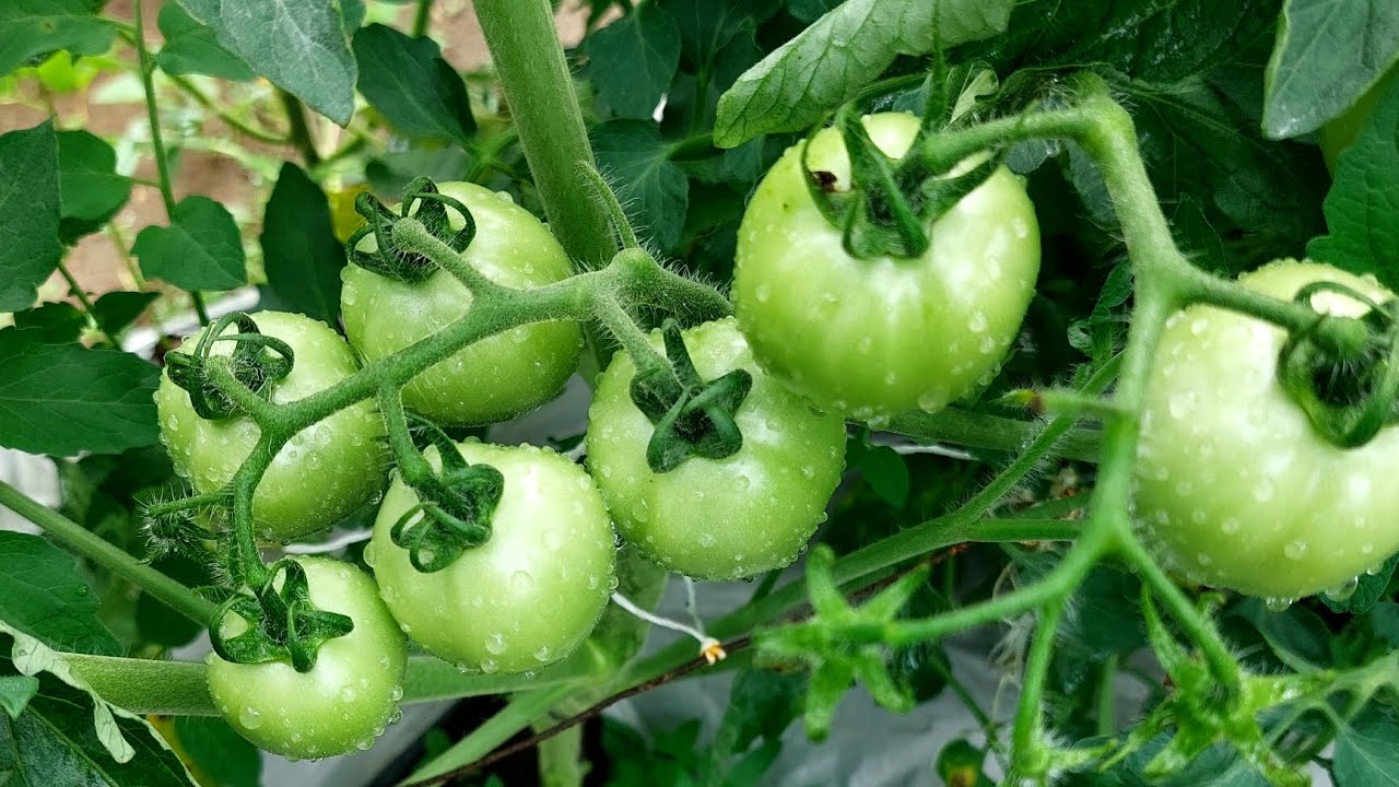 Why do you have low yields in your Tomatoes? - YouTube