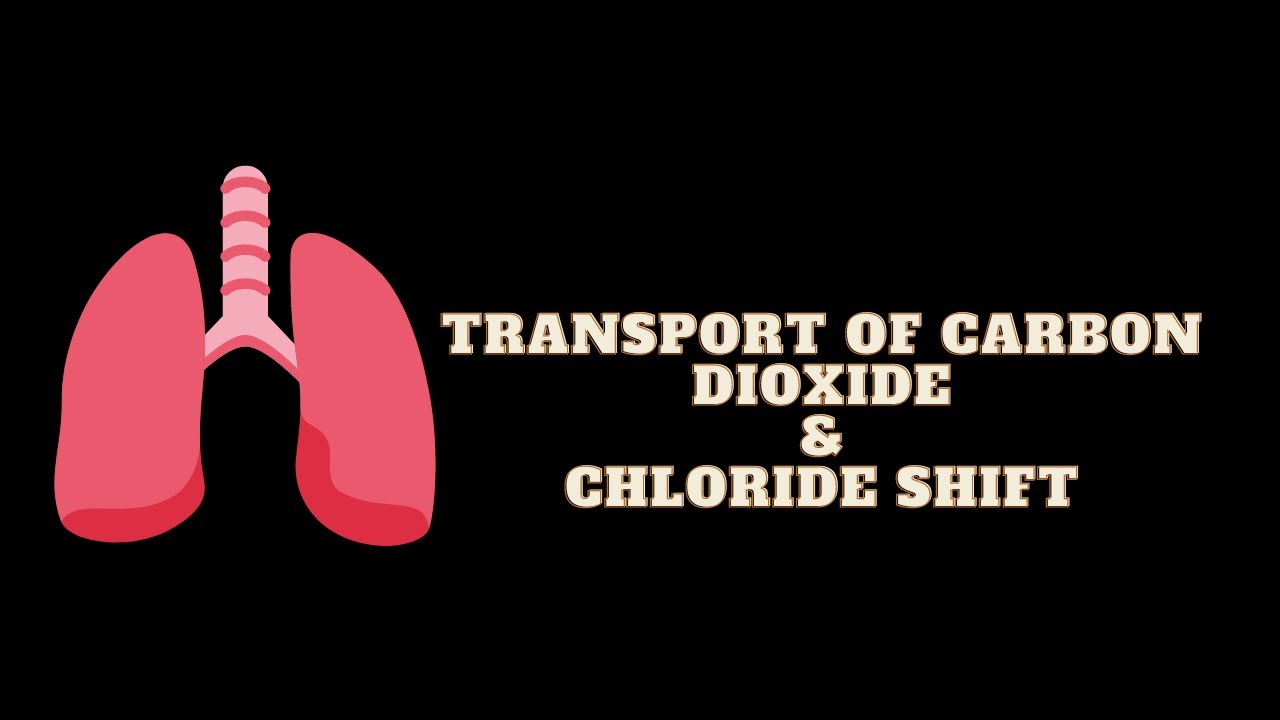Transport of Carbon Dioxide and Chloride Shift - YouTube