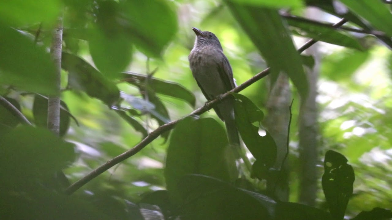 Screaming Piha - YouTube