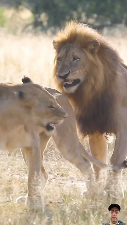 Male Lion looking for attention #wildlife #safari - YouTube