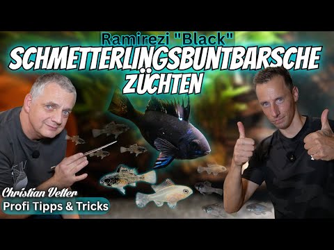 Schwarze Ramirezi: Zucht & Selektion mit Züchter Christian Vetter