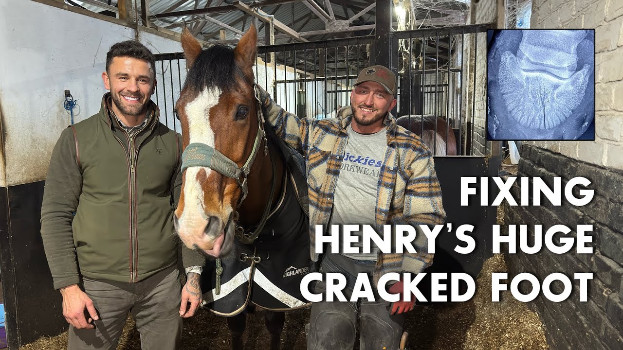 Henry's fractured pedal bone - SW Farriers - YouTube