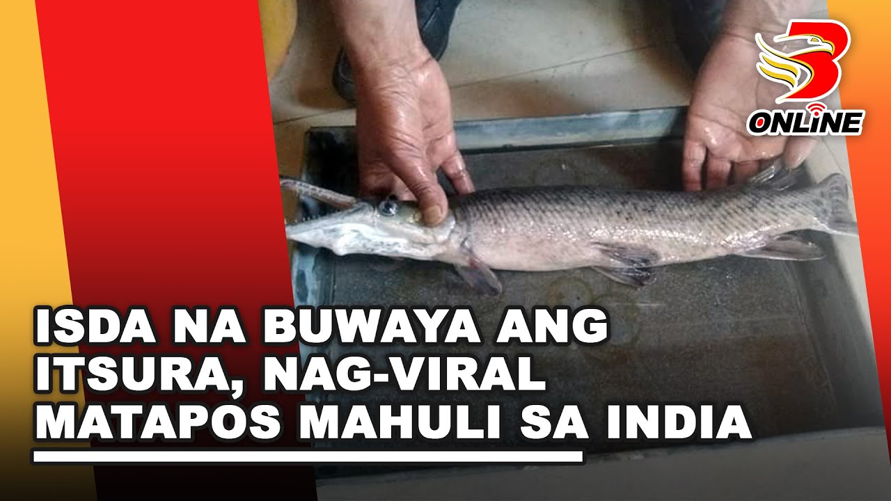 Isda na buwaya ang itsura, nag viral matapos mahuli sa India - YouTube