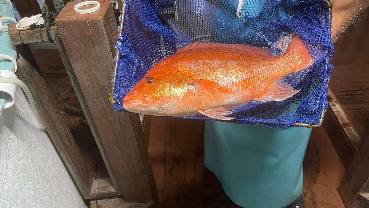 Red Snapper Farm Tour in The Bahamas - YouTube