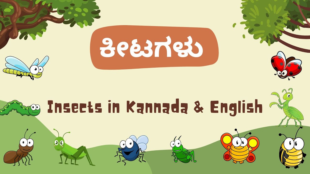 ಕೀಟಗಳು (Kitagalu) - Insects in Kannada & English - YouTube