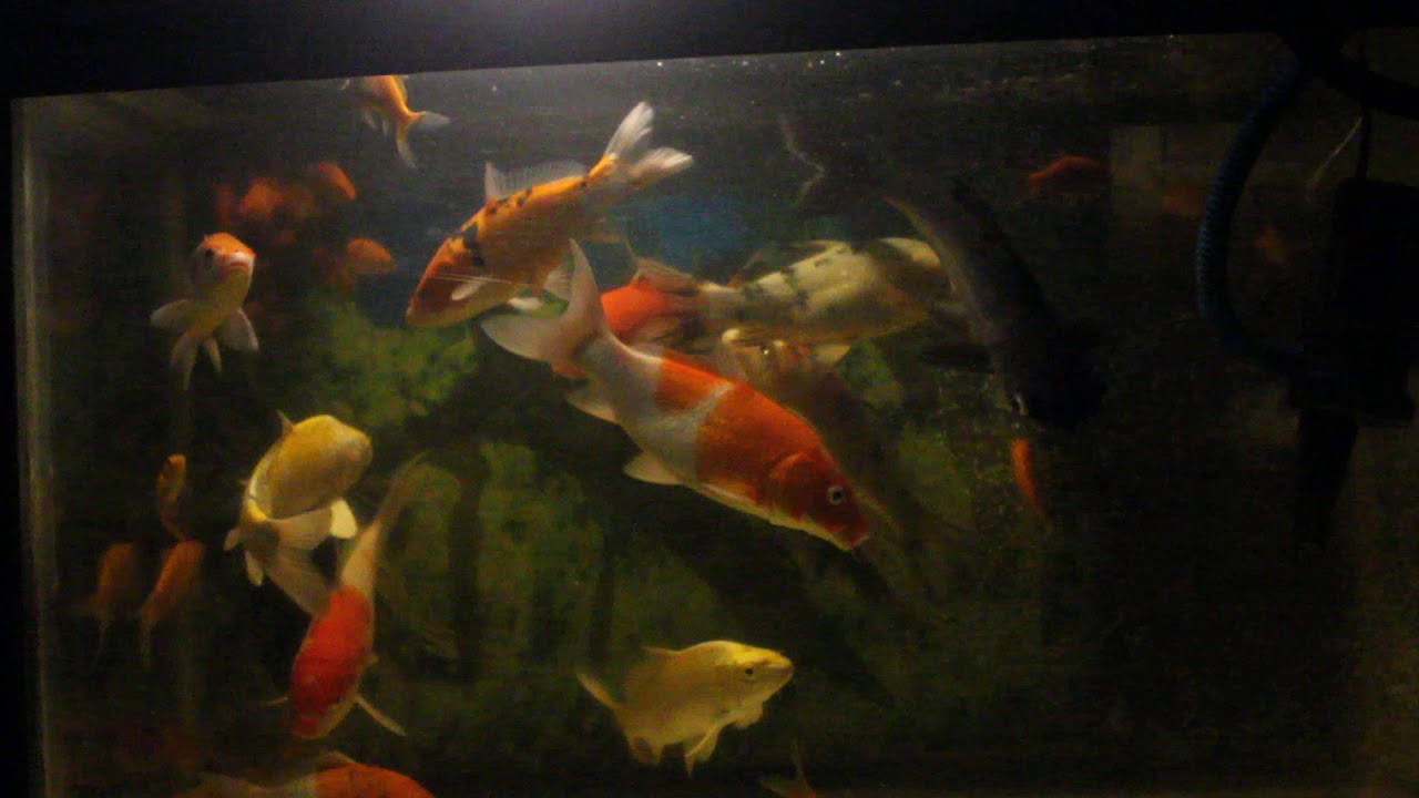 FISH BE WITH YOU! - YouTube