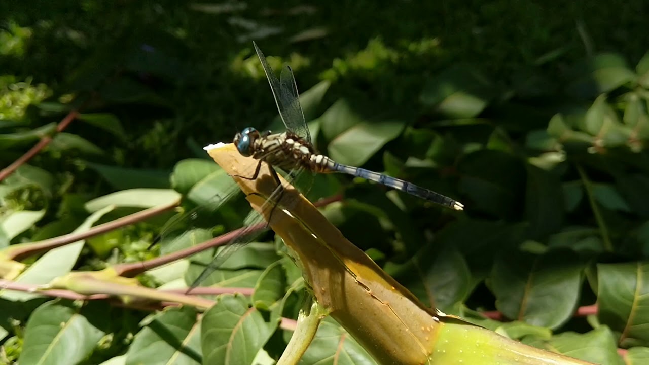 Dragonfly play - YouTube