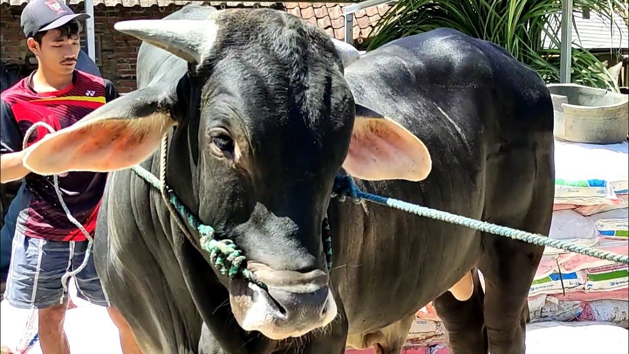 SAPI HITAM LANGKA DI KANDANG PEDALAMAN SEPERTI WARISO WAKTU KECIL 🔥 ...