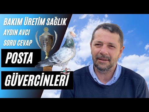 Posta Güvercin Sohbeti Aydın Avcı (Bricon) Part II