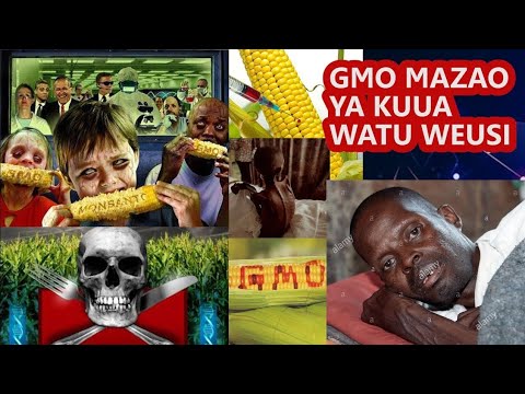 MBEGU G.M.O WAZUNGU WANAZITUMIA KUUA WATU WEUSI/WAAFRIKA TUMIENI MBEGU ...