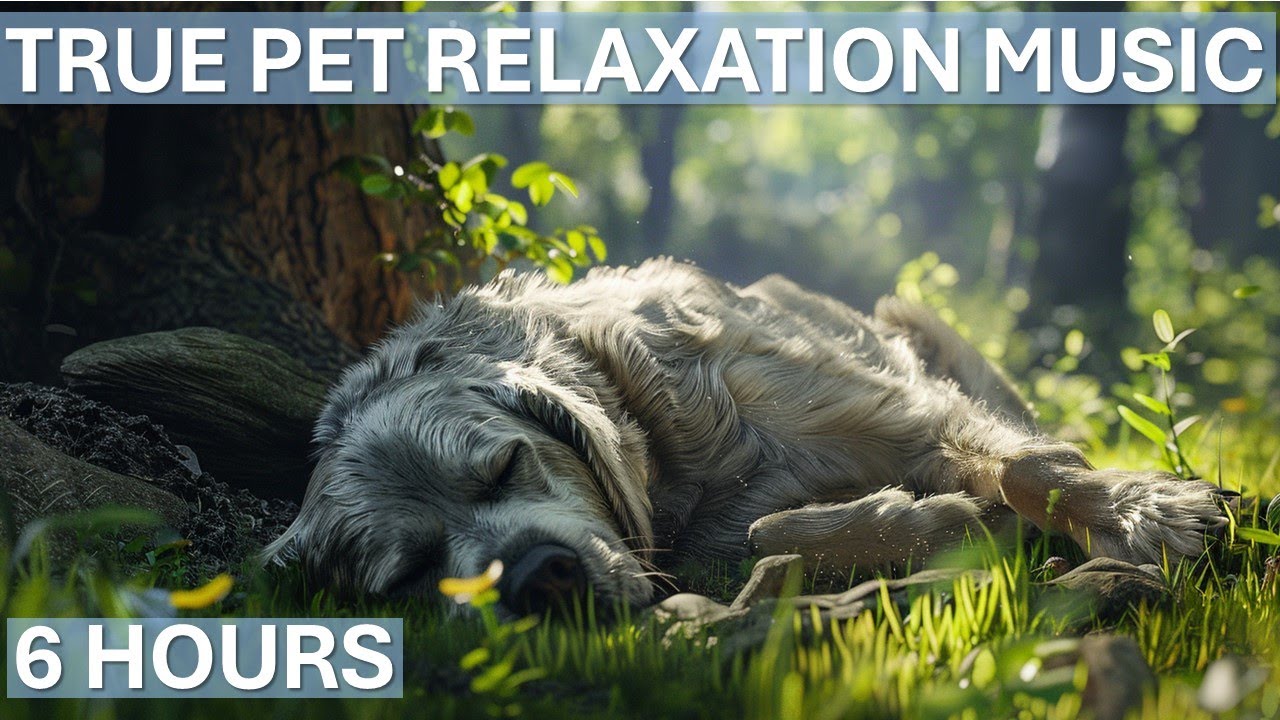 6 HOURS OF EXTREME RELAXATION Dog Music! Works on any pet! - YouTube