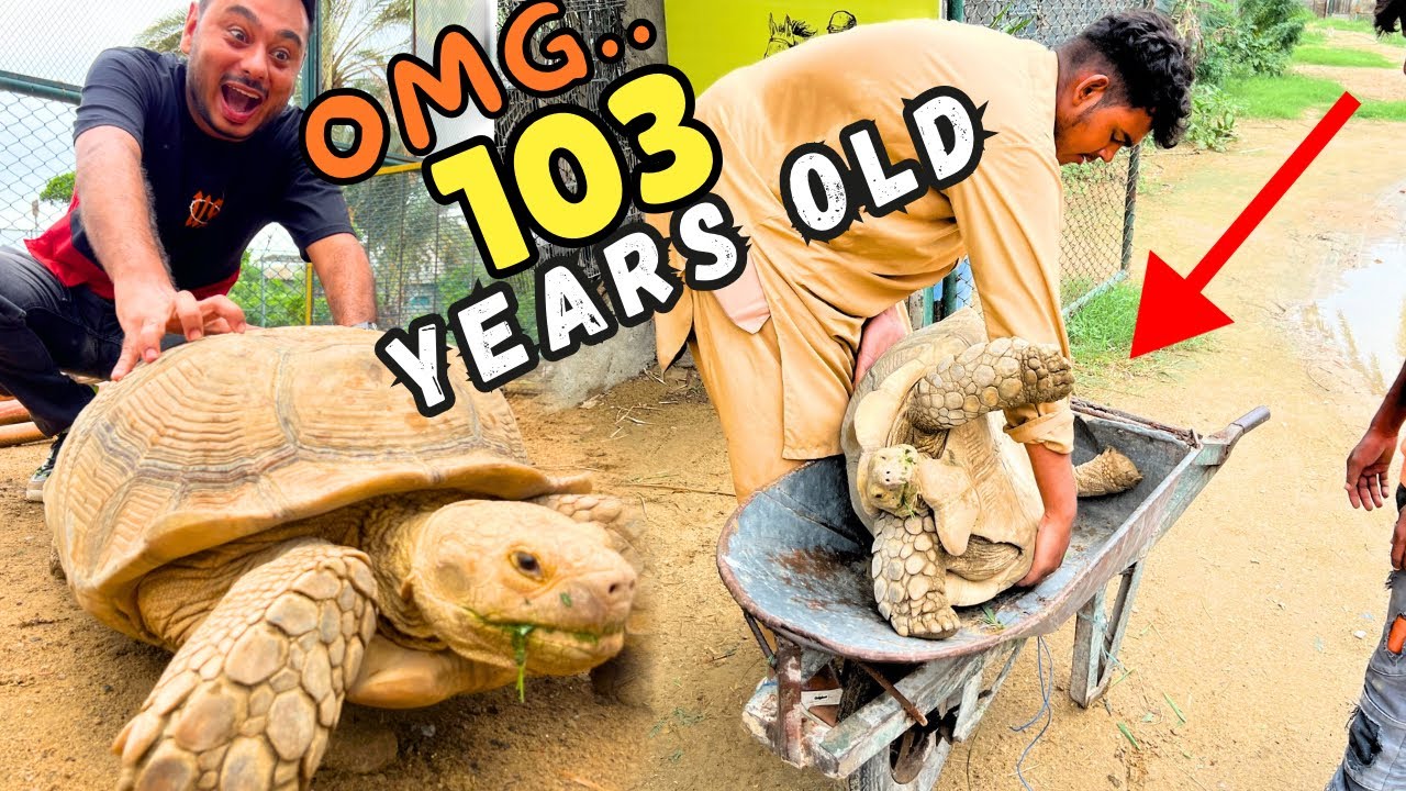 Big kachwa Kaha gya zoo se? Ali bhai ki Mehnat ☹️Pet house & mini zoo ...