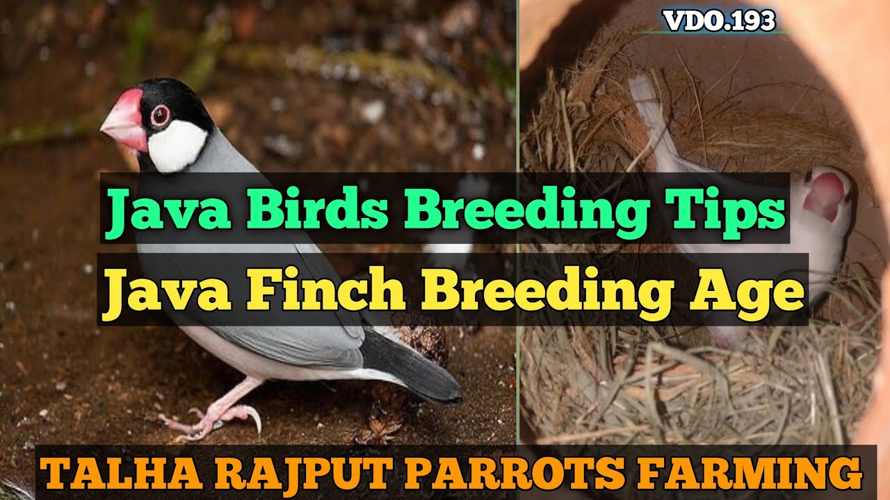 Java FinchColony Cage Setup& Seed Mix, Food |Java Birds Breeding Tips ...