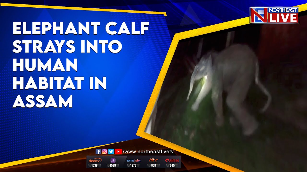 Elephant calf strays into human habitat in Assam - YouTube