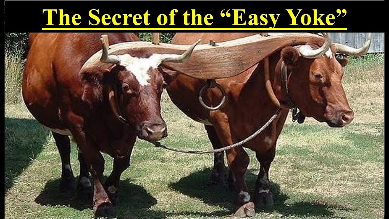 Lesson #3: The Secret of the 'Easy Yoke'" - YouTube