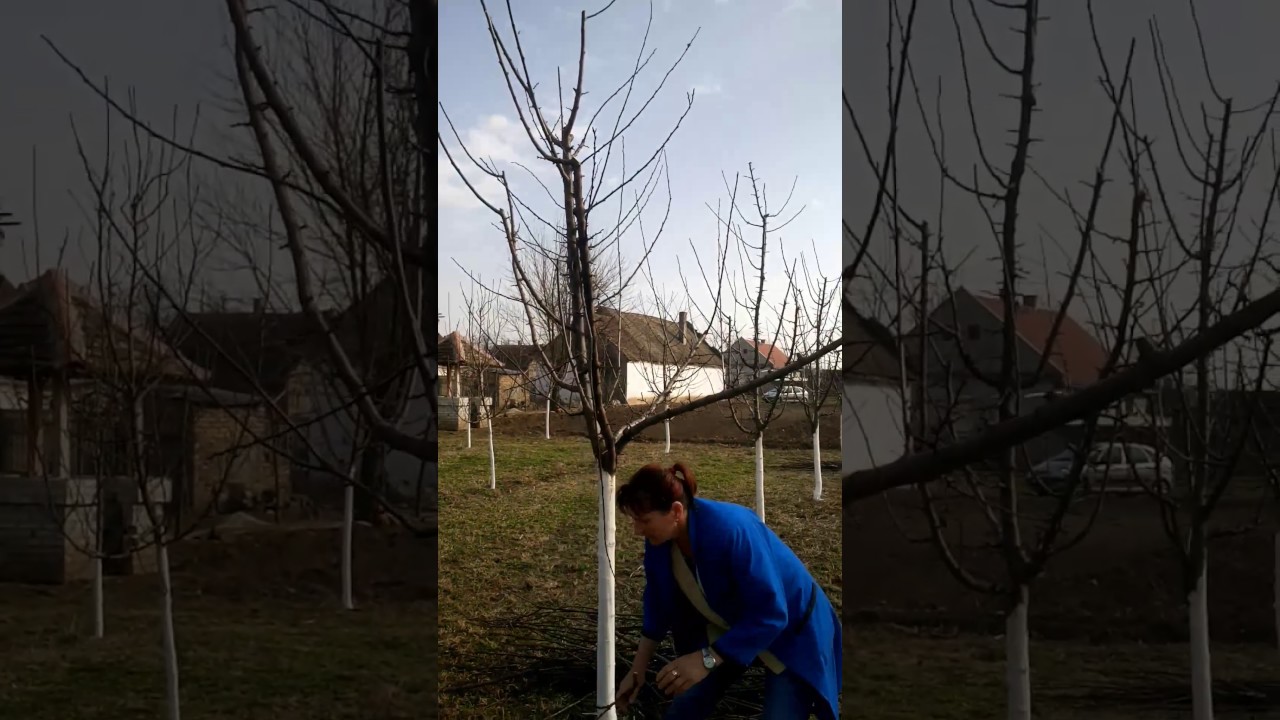 Uslužna rezidba voća - mladi zasad - rezidba šljive - YouTube