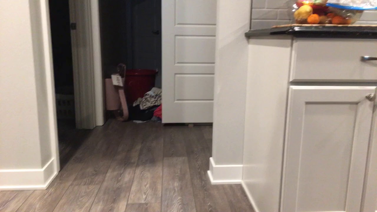 Tom And Jerry Northern Light Fish Fight - YouTube