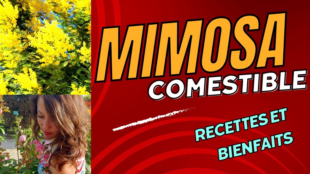 MIMOSA, ACACIA DEALBATA! Recette du sirop et des fleurs cristallisées ...