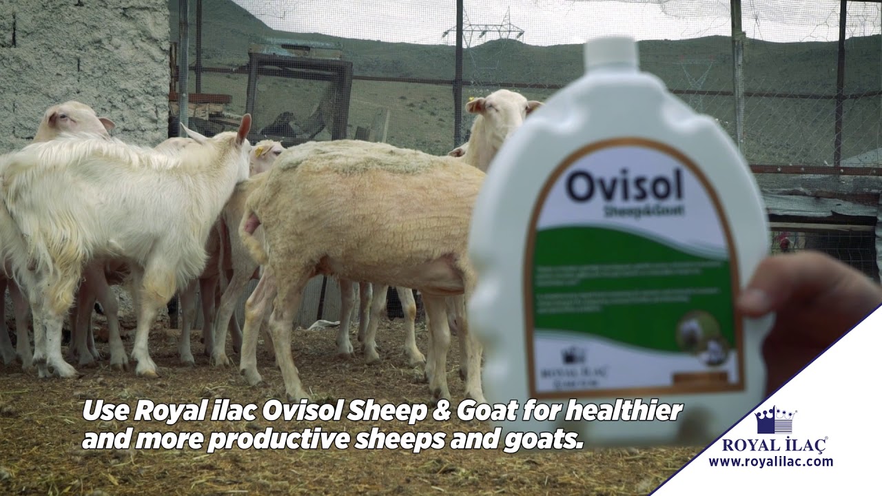 Healthier and more productive sheeps and goats with OVISOL SHEEP&GOAT ...