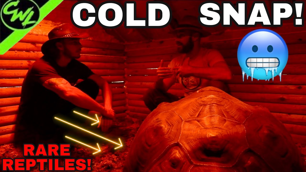 PREPARING RARE REPTILES FOR COLD SNAP!!! - YouTube