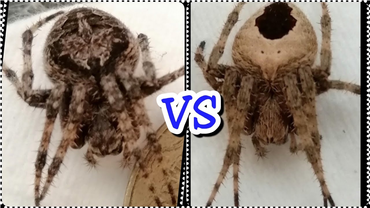 Damang Fight - Best Spider fight - YouTube