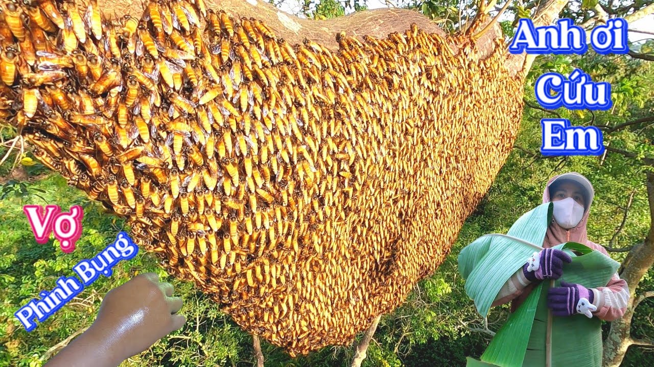 #1090. Vũ Điệp Bắt Ong ĐỘC LẠ NHẤT Có 1 0 2 Ở Miền Tây. Catching the Most Unique Bees Yes 1 0 2 ...